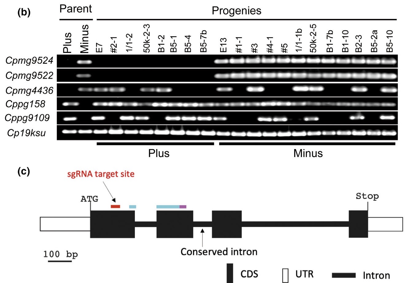 Analysis of sexual reproduction in Closterium | Sekimoto laboratory ...