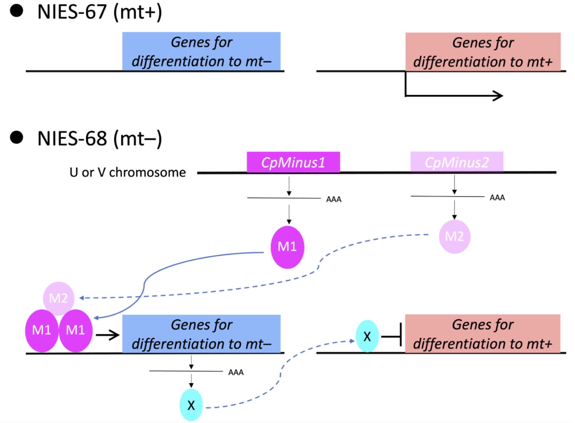 Analysis of sexual reproduction in Closterium | Sekimoto laboratory ...