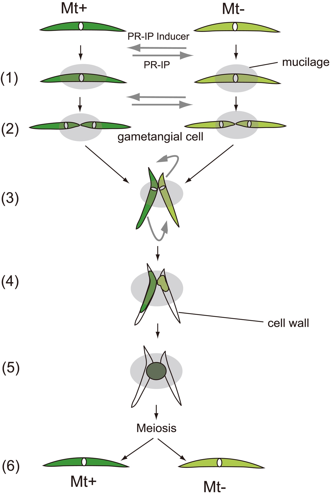 Analysis of sexual reproduction in Closterium | Sekimoto laboratory ...