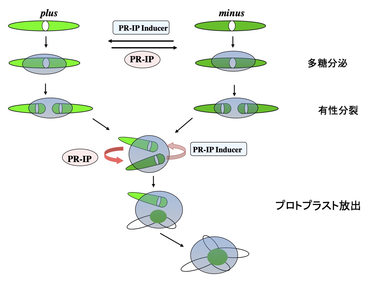 Analysis of sexual reproduction in Closterium | Sekimoto laboratory ...