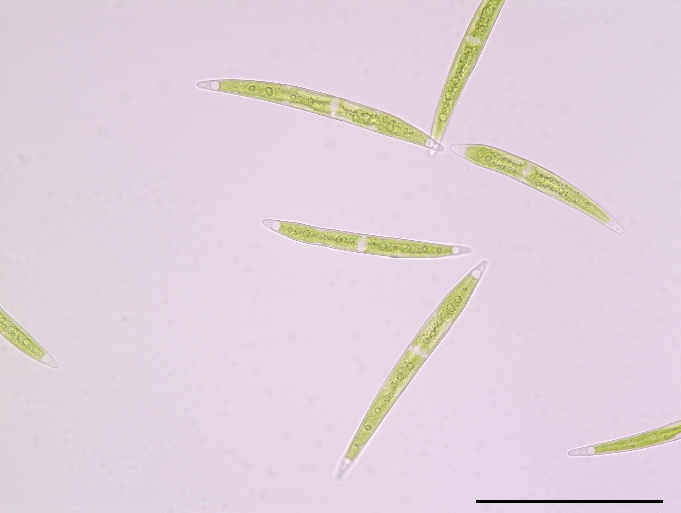 Sekimoto laboratory - Japan Women’s University