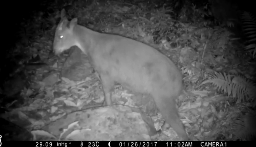 Eyes of Infrared: Discovering Animals in Aohua Village | Popworld ...