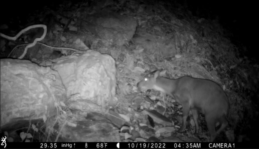 Eyes of Infrared: Discovering Animals in Aohua Village | Popworld ...