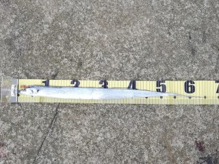 ～南防波堤釣果～ – BiG Berry酒田店（BiG Berry Sakata）