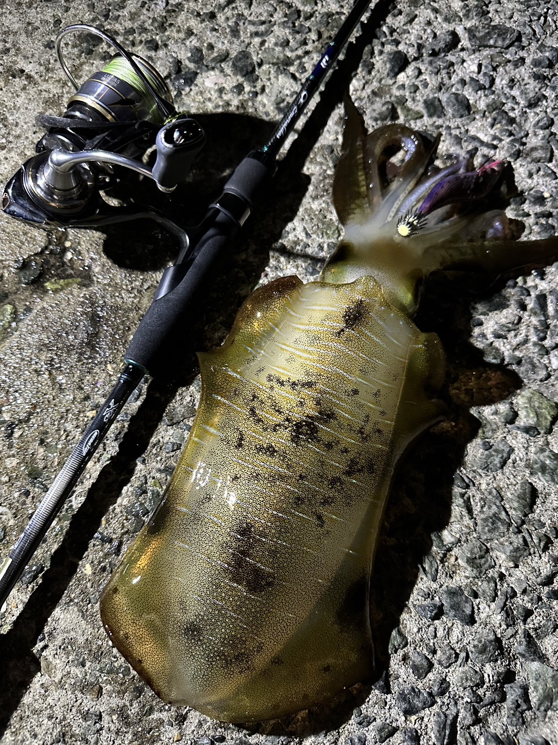 アオリイカ♡500g越え♡ – 土佐高知店（Tosa Kochi）