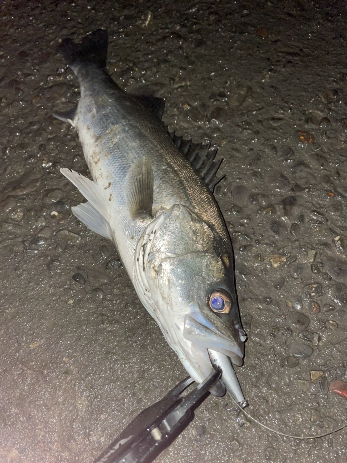 できましたよ（＊^^＊） – 土佐高知店（Tosa Kochi）