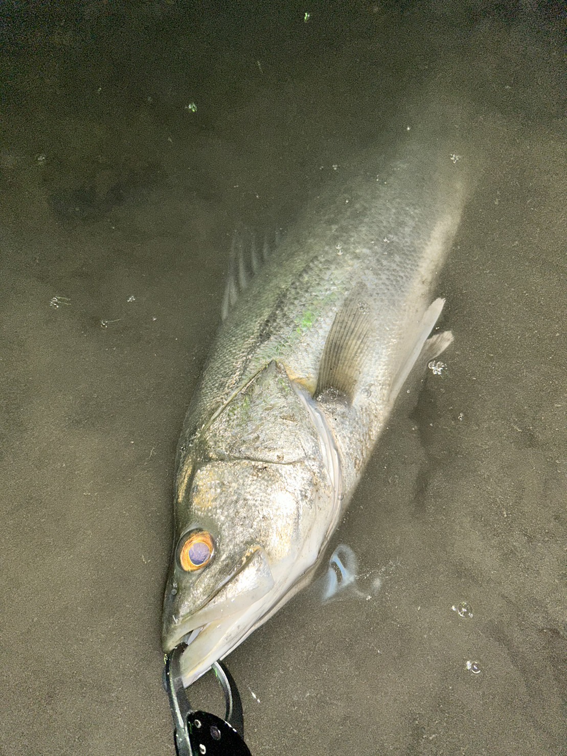 かっこいい！！ – 土佐高知店（Tosa Kochi）