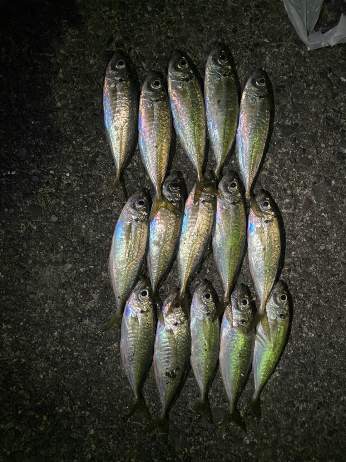 ご紹介 – 土佐高知店（Tosa Kochi）