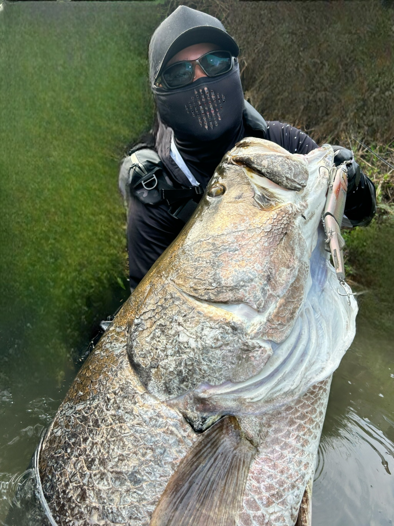 怪魚アカメ140cmOver!降臨！ – 土佐高知店（Tosa Kochi）