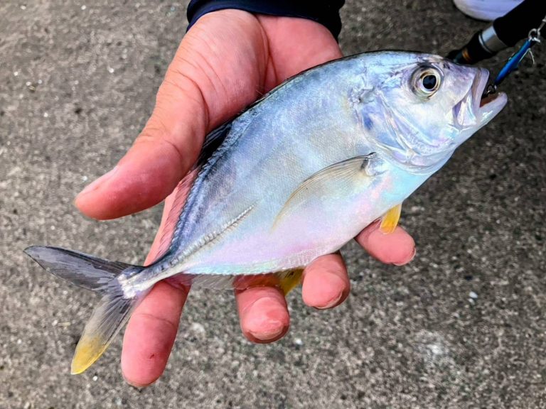 ぶっ飛び～～～＆釣果情報♪ – 横浜十日市場店（Yokohama Tokaichiba）