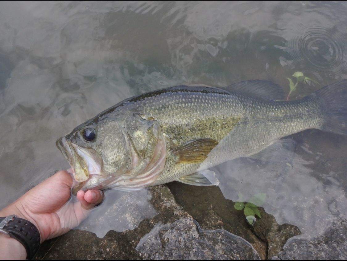 春バス絶好調！！！ – BiG Berry 京都木津川店（BiG Berry Kyoto Kizugawa）