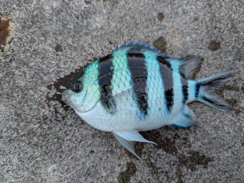 沖縄の海は豊かだねぇ♪ – 沖縄うるま店（Okinawa Uruma）