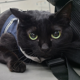 Lunairimania - Qiita