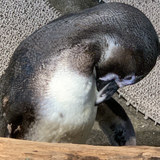 【Python】OpenPoseを使ってみた - Qiita