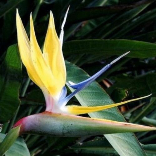 yellow-strelitzia - Qiita
