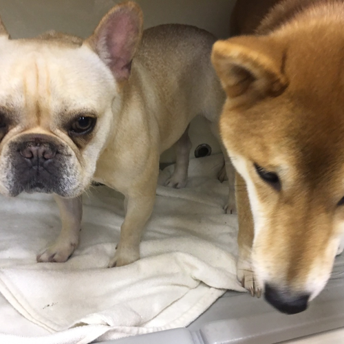 Seleniumを利用してEdgeを自動化する(初心者備忘録) - Qiita