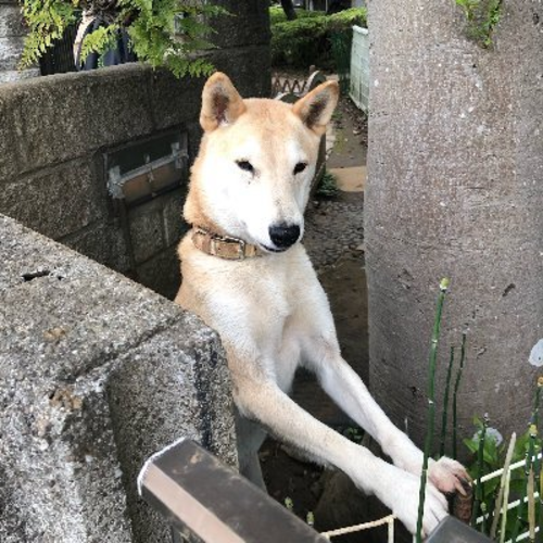Dynamodb Localのローカル環境での利用方法 Qiita 9025