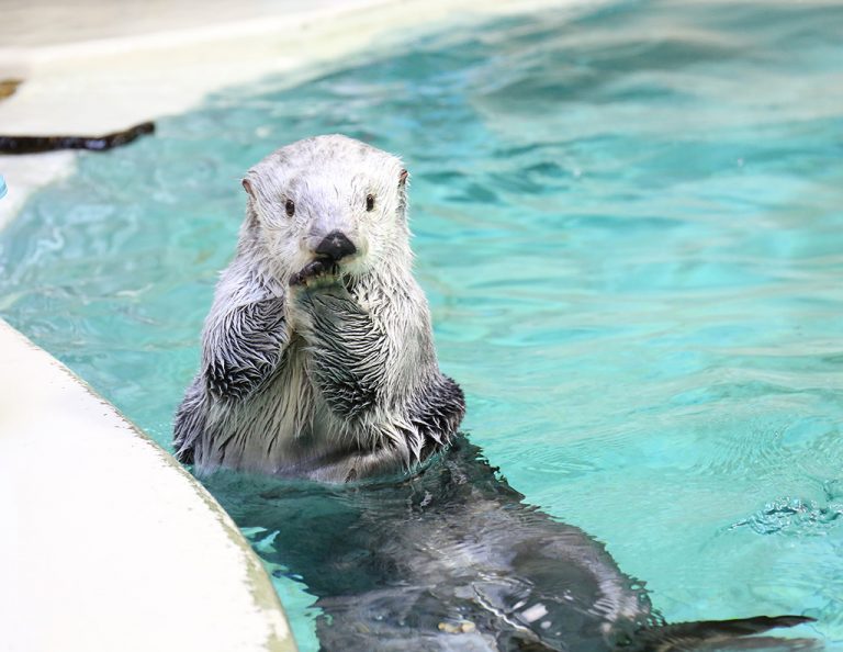 希少！ラッコがいる日本の4つの水族館は？キュートな行動や性格、浮く理由など生態も | るるぶKids
