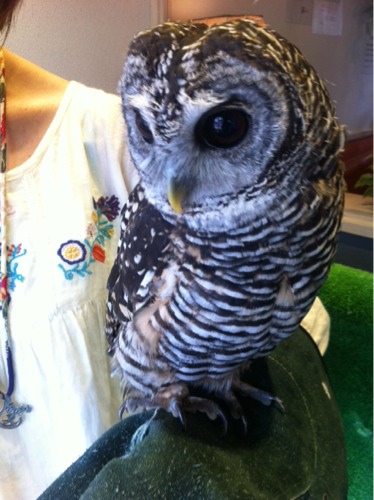 komeko(komeko)さんのSnapdishの料理写真・レシピ投稿一覧