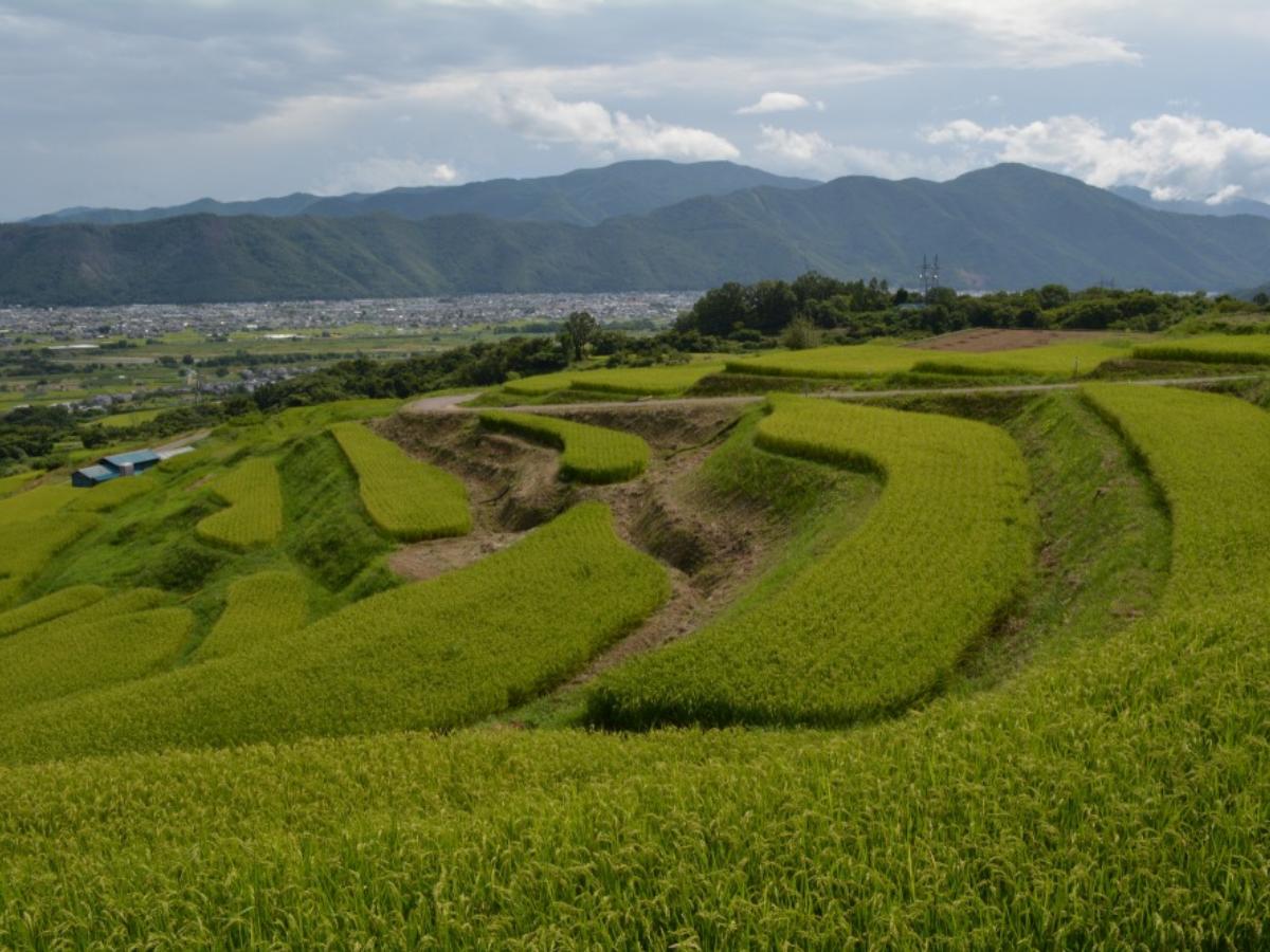 rice fields basildon